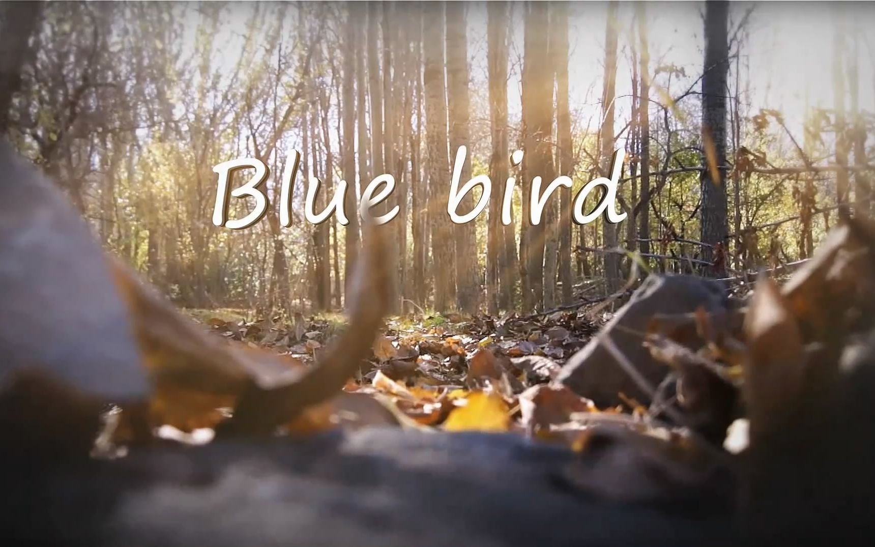 伍伍慧 Blue bird 蓝鸟 指弹吉他教程_哔哩哔哩_bilibili